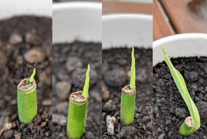 Begini Cara Stek Tanaman dengan Nutrisi Alami, Yuk Simak! - Berkebun