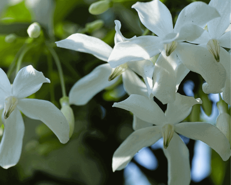 Mengenal Pohon Anting Putri sebagai Tanaman Bonsai nan Cantik - Berkebun