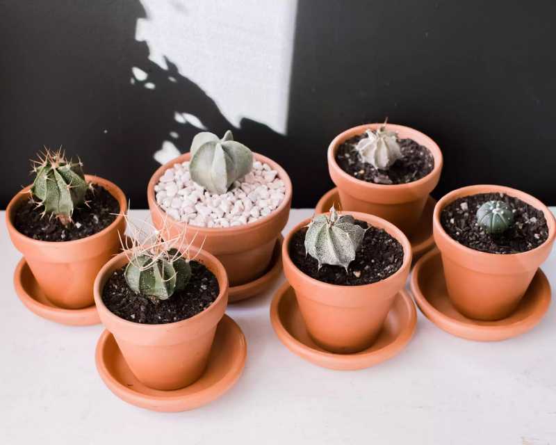 3 Cara Merawat Tanaman Kaktus Mini Hias (Indoor) - Berkebun