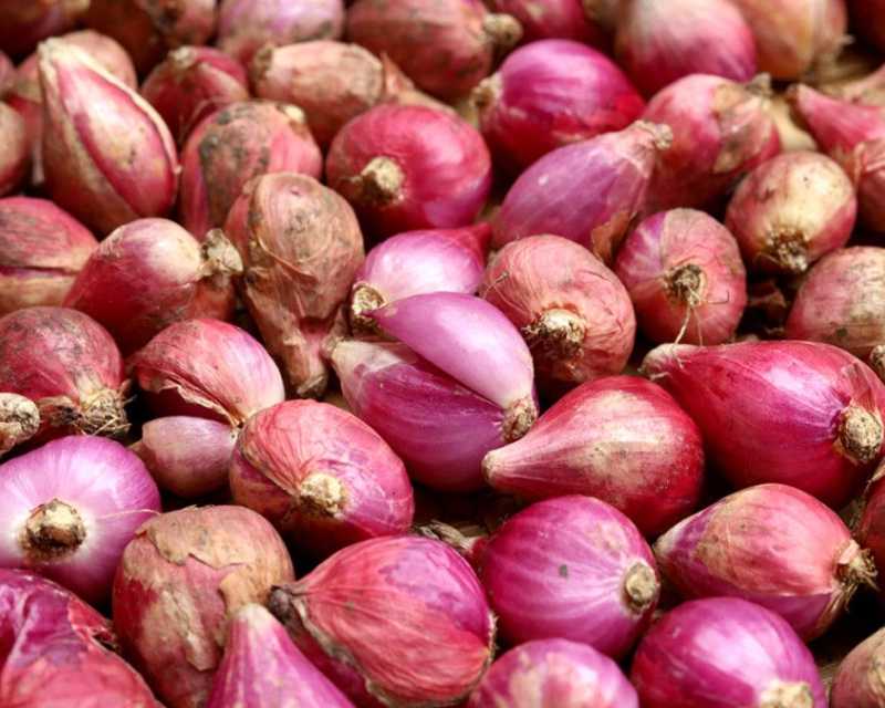 4 Cara Merawat Tanaman Bawang Merah di Pot atau Polybag