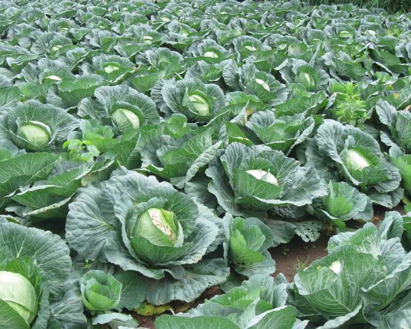 5 Cara Pemupukan Tanaman Kubis Agar Cepat Berbuah