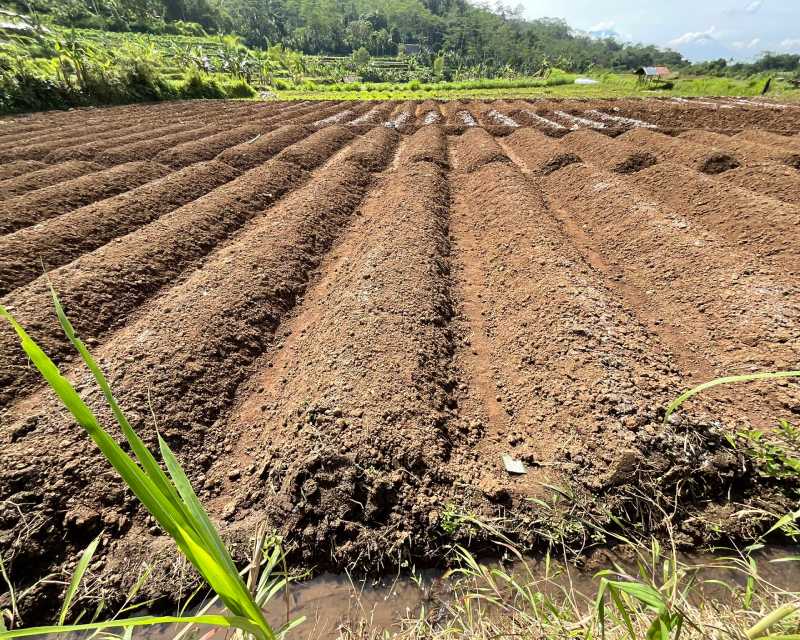 Bedengan Tanaman - Perumperindo.co.id