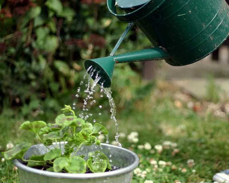 7 Cara Merawat Tanaman Dengan Baik untuk Pemula - Berkebun