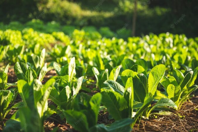 7 Cara Membuat Bedengan Tanaman Sayuran (Step by Step)