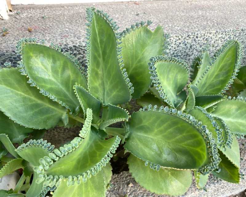 Cara Perkembangbiakan Tanaman Cocor Bebek (Stek Daun & Batang)