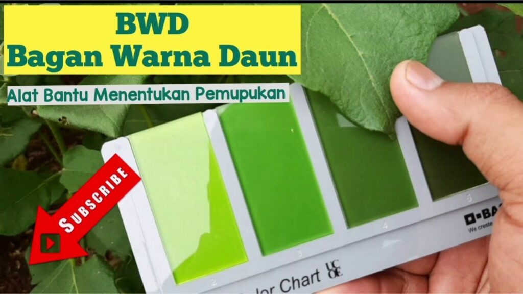 3 Cara Memupuk Tanaman Padi yang Benar Agar Panen Banyak