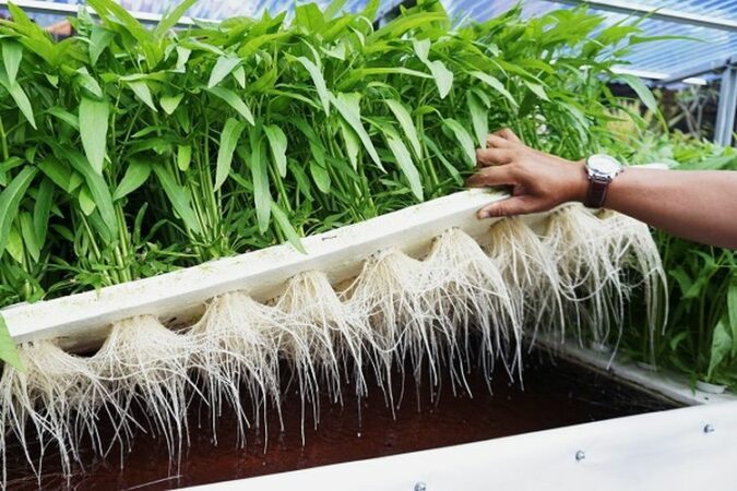 4 Cara Membuat Tanaman Hidroponik Bagi Pemula, Lengkap!
