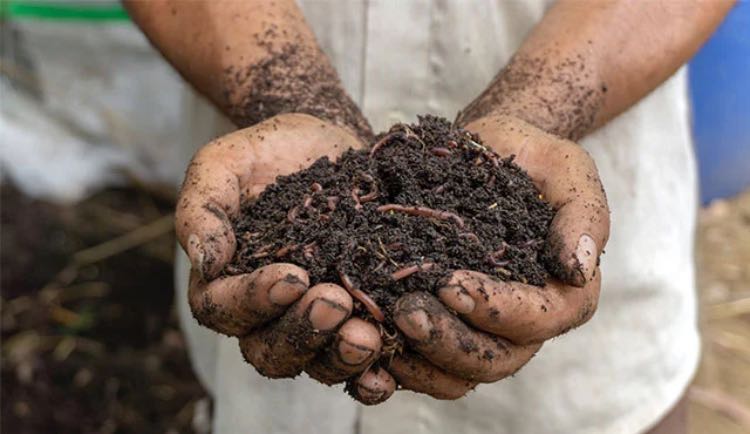 5 Cara Merawat Tanaman Kelengkeng Bagi Pemula 5 Cara Merawat Tanaman Kelengkeng Bagi Pemula