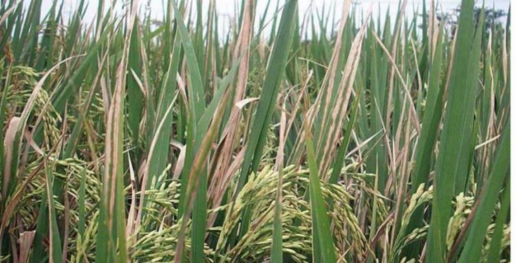 5 Penyakit Tanaman Padi dan Cara Mengatasinya - Berkebun