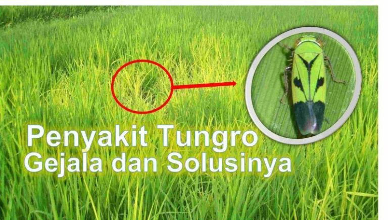 5 Penyakit Tanaman Padi dan Cara Mengatasinya - Berkebun