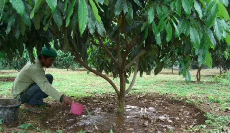 5 Cara Merawat Tanaman Kelengkeng Bagi Pemula 5 Cara Merawat Tanaman Kelengkeng Bagi Pemula