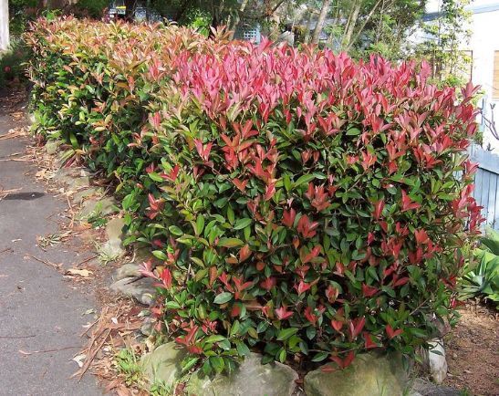 4 Cara Memperbanyak Tanaman Pucuk Merah dari Biji & Stek - Berkebun 4 Cara Memperbanyak Tanaman Pucuk Merah dari Biji & Stek - Berkebun