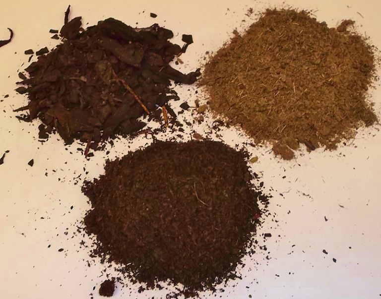 4 Cara Memperbanyak Tanaman Pucuk Merah dari Biji & Stek - Berkebun 4 Cara Memperbanyak Tanaman Pucuk Merah dari Biji & Stek - Berkebun