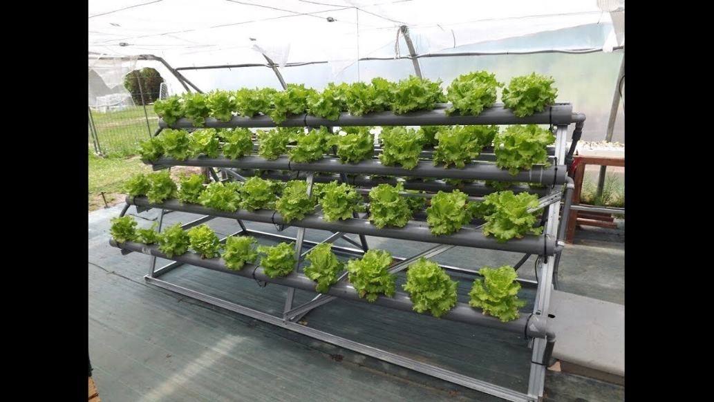 Panduan Membuat Hidroponik Paralon dengan Benar