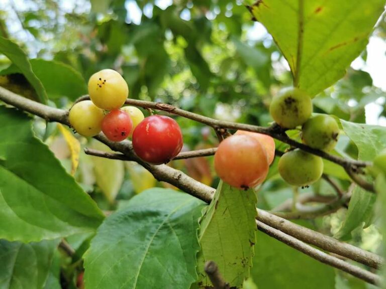 11 Jenis Tanaman Buah Langka yang Sulit Ditemukan di Indonesia