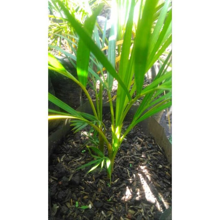 15 Jenis Tanaman Palem Hias, Bisa Disimpan Indoor & Outdoor