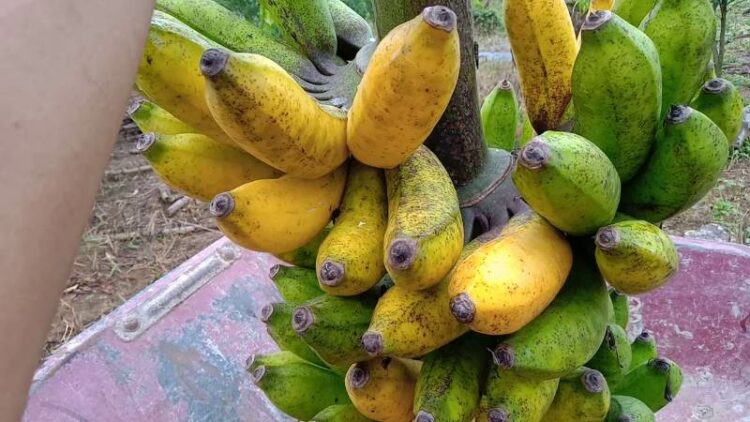 10 Jenis Tanaman Pisang yang Bisa Ditemukan di Indonesia