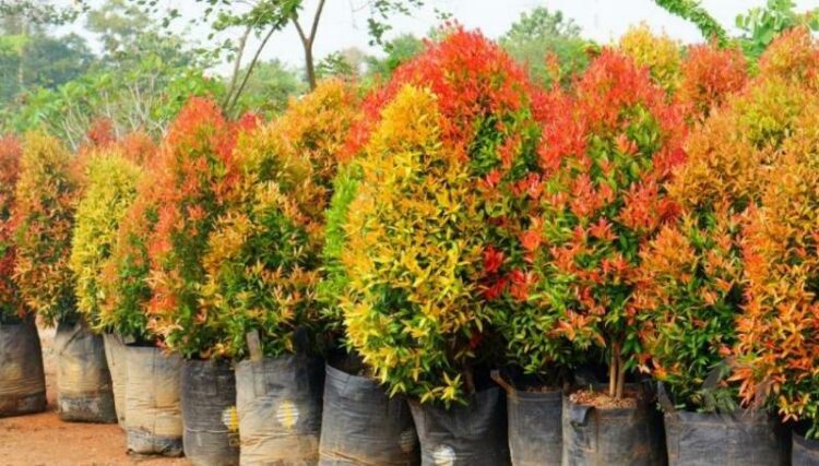 12 Tanaman Hias Perdu Tahan Panas dan Bisa Berbunga