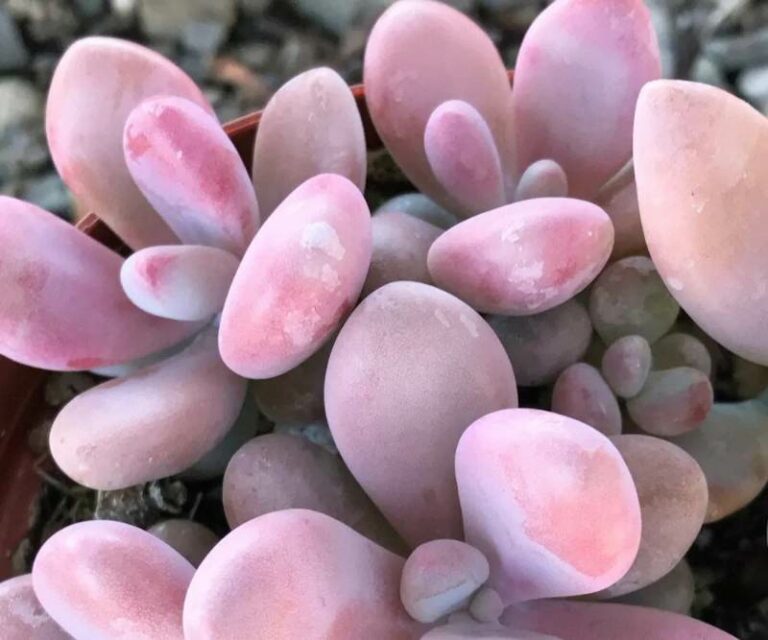 21 Jenis Tanaman Sukulen Hias, Bisa Mempercantik Ruangan