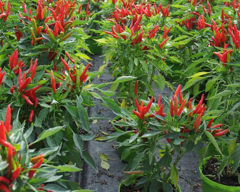 Pohon Cabe Dalam Pot