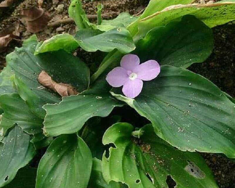 7 Cara Budidaya Tanaman Kencur yang Mudah untuk Pemula