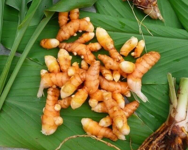 7 Tahapan Cara Menanam Kunyit Sesuai Prosedur untuk Bisnis