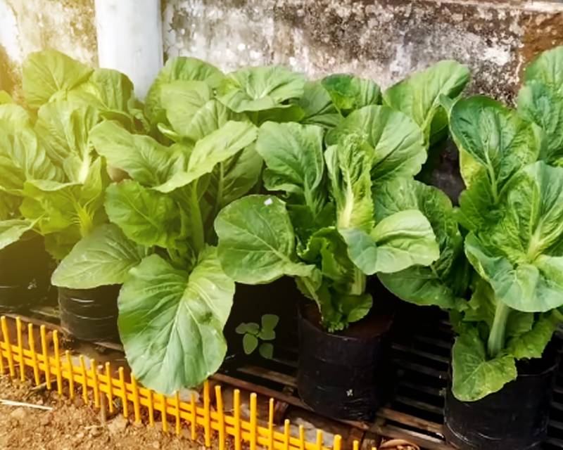 Cara Menanam Sawi di Polybag Lengkap & Pemeliharaannya