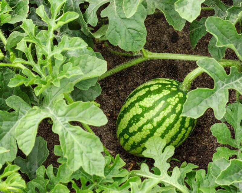 5 Cara Menanam Semangka Bagi Pemula di Lahan Luas