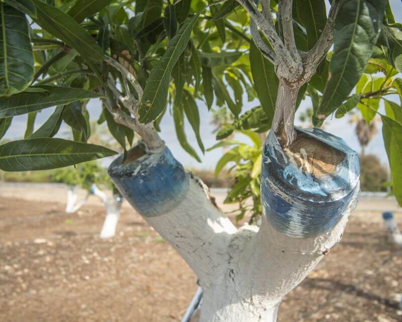 3 Cara Mencangkok Pohon Mangga yang Benar, Dijamin Tumbuh!