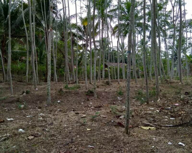 6 Cara Merawat Sengon Agar Cepat Besar dan Tinggi