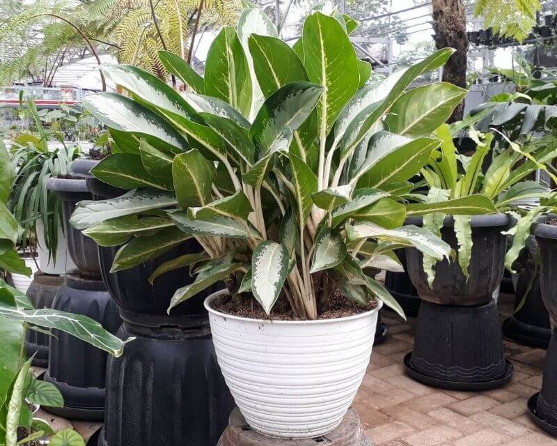 10 Jenis Tanaman Hias Murah, Cocok untuk Outdoor & Indoor!