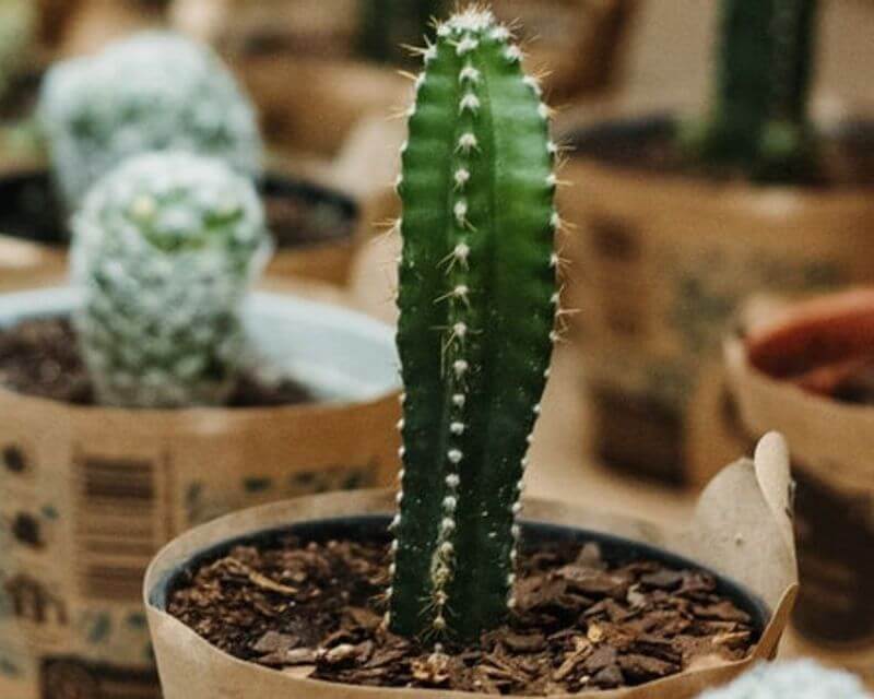 20 Jenis Tanaman Kaktus Mini & Sukulen untuk Dekorasi Rumah