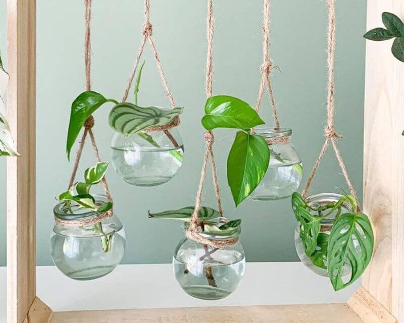 10 Jenis Tanaman Media Air Hias dan Bisa Indoor, Cantik!