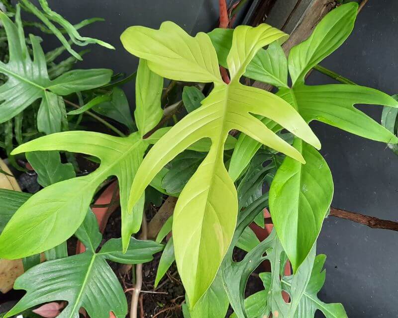 14 Jenis Tanaman Philodendron Hias Outdoor, Estetik!