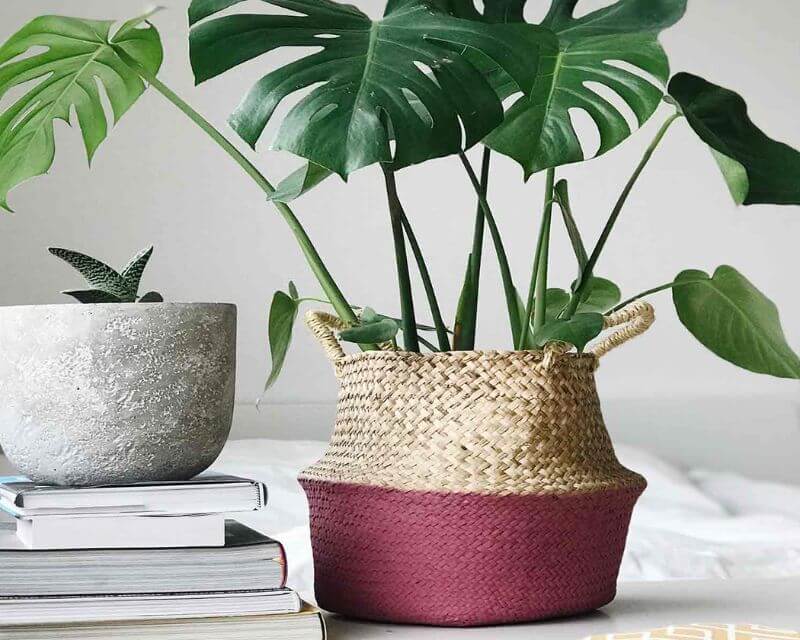 20 Jenis Tanaman Pot Depan Rumah, Dinding, dan Gantung