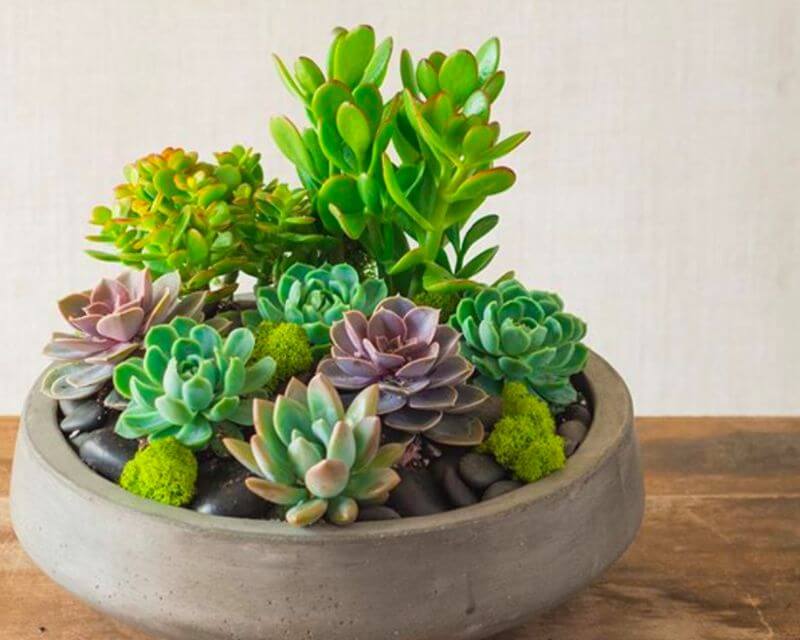 21 Jenis Tanaman Sukulen Hias, Bisa Mempercantik Ruangan