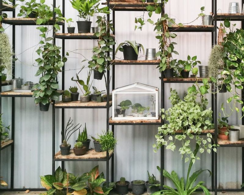 13 Nama Tanaman Hias Berdaun & Bisa Berbunga + Gambarnya