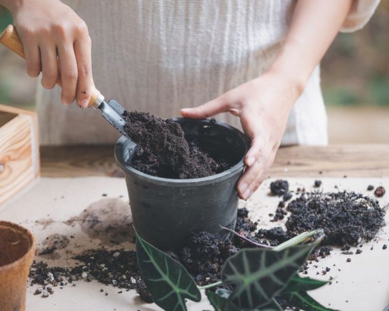 Cara Membuat Media Tanam Sederhana yang Mudah