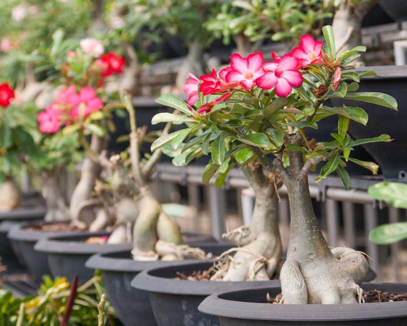 4 Media Tanam Adenium Dalam Pot dan Cara Menanamnya