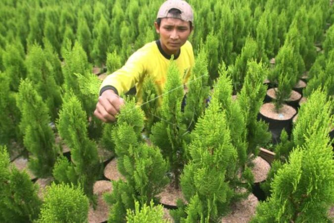 5 Cara Merawat Cemara (Semua Jenis) dengan Baik dan Benar