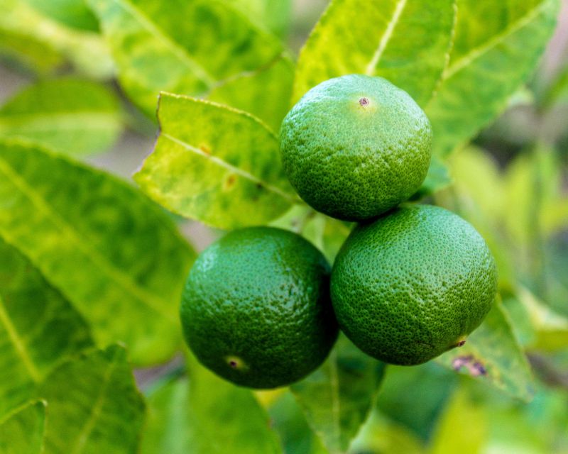 Mudah Dilakukan! Ini Cara Menanam Jeruk Nipis