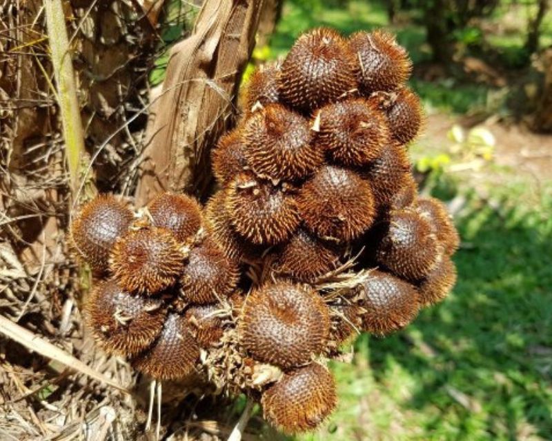 6 Cara Menanam Salak Agar Menghasilkan Buah Yang Lebat