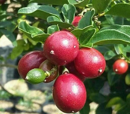 Sejarah Pohon Jeruk Kingkit, Ciri dan Cara Merawatnya - Berkebun