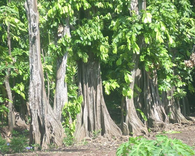 Ciri-Ciri Pohon Perepat (Daun, Bunga, Buah) dan Karakternya