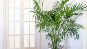 10 Jenis Pohon Palem Hias, Karakteristik dan Manfaatnya