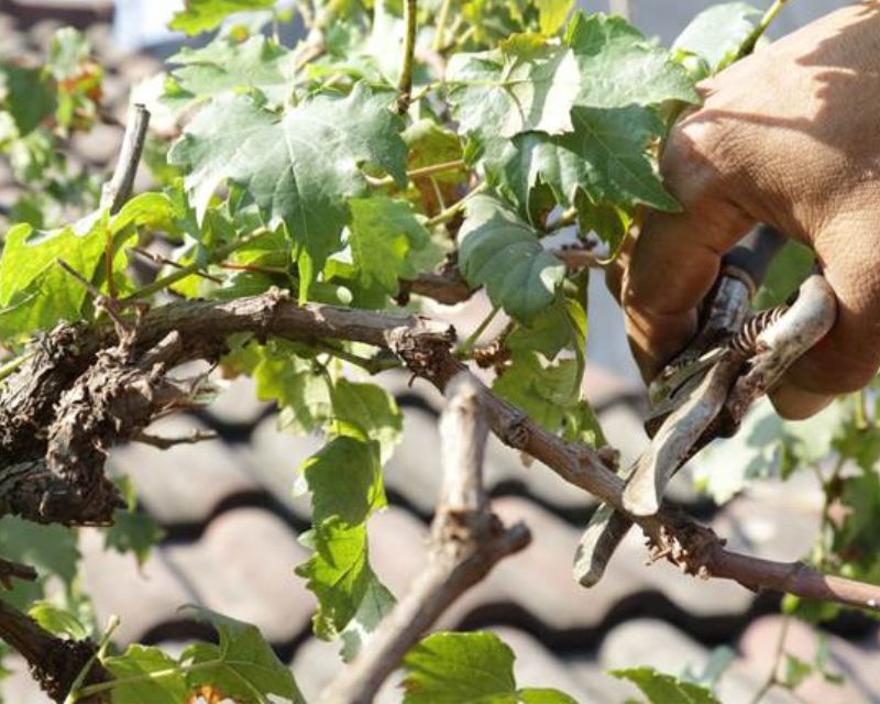 Cara Menanam Anggur Dari Biji Agar Cepat Berbuah Berkebun