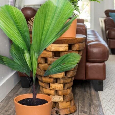 10 Jenis Pohon Palem Hias, Karakteristik dan Manfaatnya