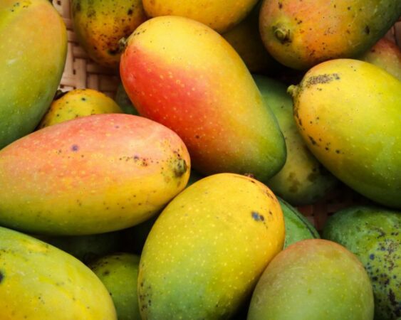 Cara Menanam Mangga Dari Biji Agar Berbuah Lebat - Berkebun