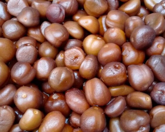6 Cara Menanam Salak Agar Menghasilkan Buah Yang Lebat