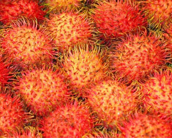 Hasilkan Buah Yang Lebat! Ini Cara Menanam Rambutan